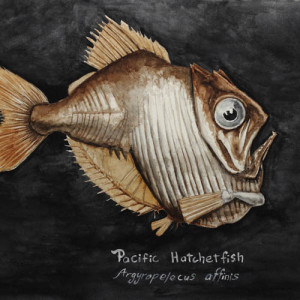 Pacific Hatchetfish Watercolor Painting | JordanLadikos.com